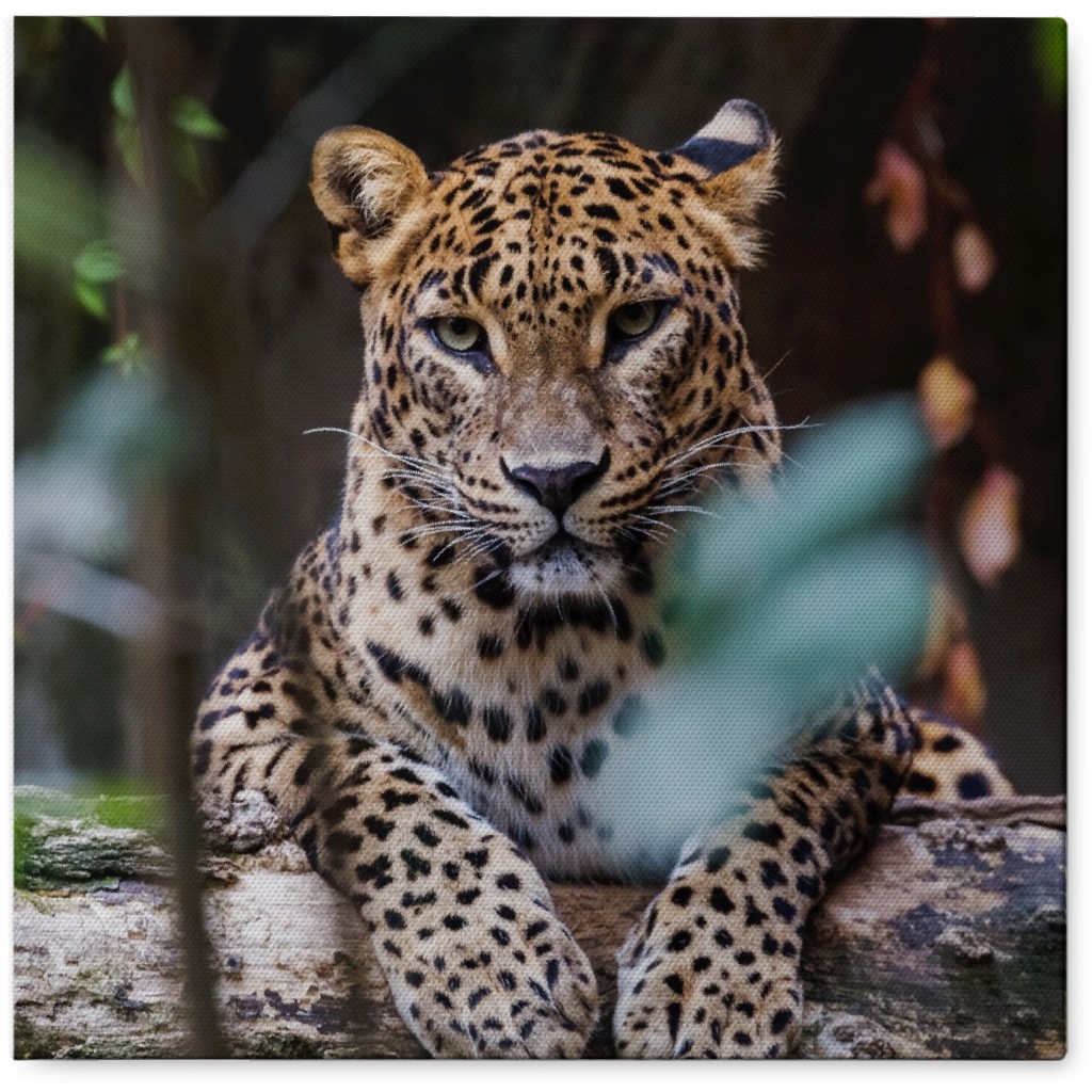 Leopard Photo Tile | Shutterfly